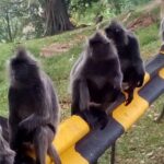 Nature At The Riverbank, Fireflies Watching By Row Boat (Guided) - Why This Tour Stands Out