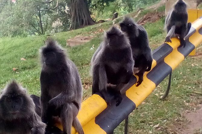 Nature At The Riverbank, Fireflies Watching By Row Boat (Guided) - Why This Tour Stands Out