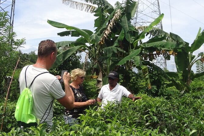 Nature cycling trail: paddy fields, cinnamon forests and villages Galle - An In-Depth Look at the Galle Cycling Experience