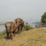 Nature wellness retreat - What to Expect: A Detailed Breakdown of the Experience