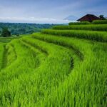 Nature's Beauty Unveiled: Jatiluwih Rice Terrace and Temple - Who Will Enjoy This Tour?