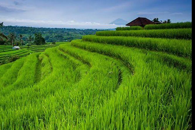 Nature's Beauty Unveiled: Jatiluwih Rice Terrace and Temple - Who Will Enjoy This Tour?