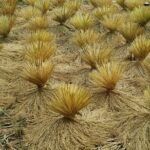 Nature's healing Bandung country side - Why This Tour Is a Great Fit