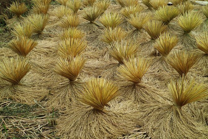 Nature's healing Bandung country side - Why This Tour Is a Great Fit