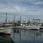 Near KIX Fishing Market Tour with Local Guide - Is the Value Worth It?