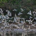 Negombo:Dutch Canal, Lagoon, Muthurajawela Private Boat Tour - Navigating the Lagoon & Mangroves
