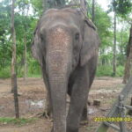 Nepal: Kathmandu and Chitwan National Park Tour - Final Thoughts