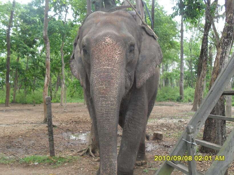 Nepal: Kathmandu and Chitwan National Park Tour - Final Thoughts