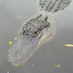 New Orleans Premium Six-Passenger Airboat Adventure - Final Thoughts