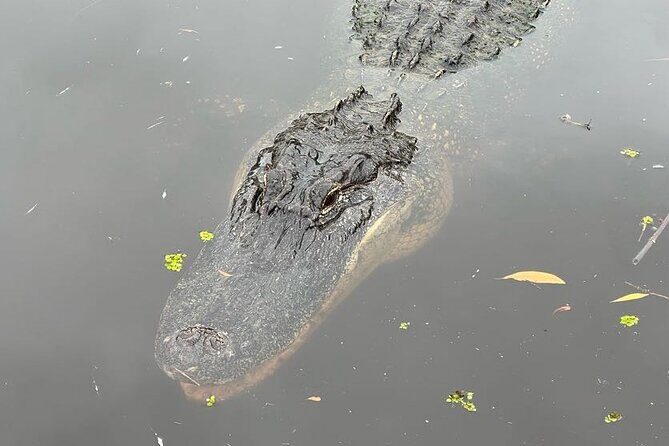 New Orleans Premium Six-Passenger Airboat Adventure - Final Thoughts