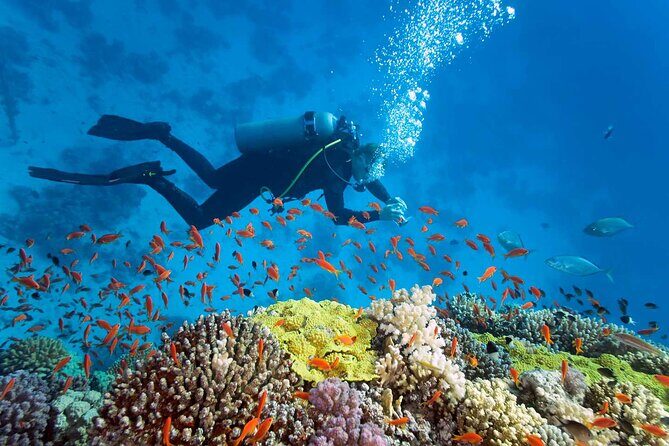 Nha Trang Diving at Mun Island full day tour - Transportation and Group Size