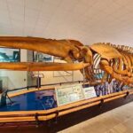 Nha Trang: Half-Day Trip to Most Symbolic Destinations - What’s Included and What’s Not