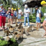 Nha Trang: Monkey Island with Orchids Island Combo Ticket - Real Feedback from Travelers