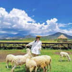 Nha Trang Ninh Thuan: Coral Coast, Grape Gardens, Suoi Tien - Why This Tour Works for Travelers