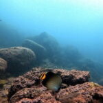 Night Diving in Negombo - The Value of This Nighttime Adventure