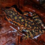 Night Froggy Adventure at Kubah National Park - Who Should Consider This Tour?