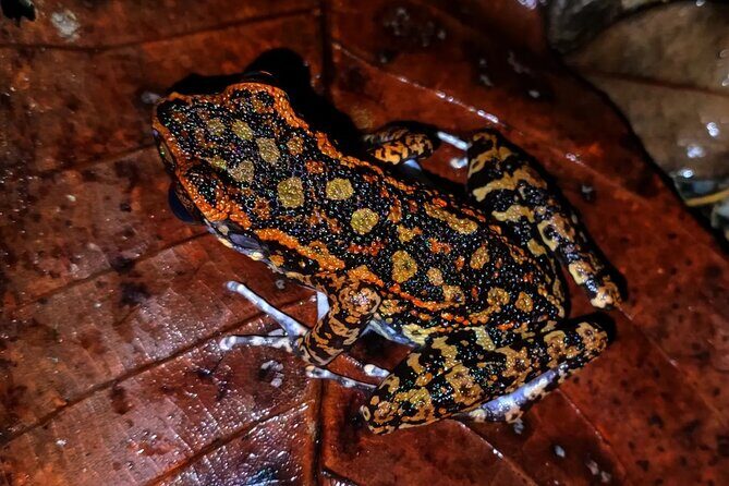 Night Froggy Adventure at Kubah National Park - Who Should Consider This Tour?