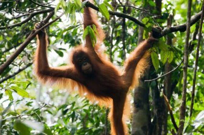 Night Frogs Tour at Kubah National Park - Who Will Love This Tour?