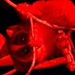 Night Hike to see Elusive & Rare Loris in Sigiriya - The Itinerary in Detail