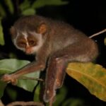 Night Hike to see Elusive & Rare Loris in Sigiriya - What You Can Expect