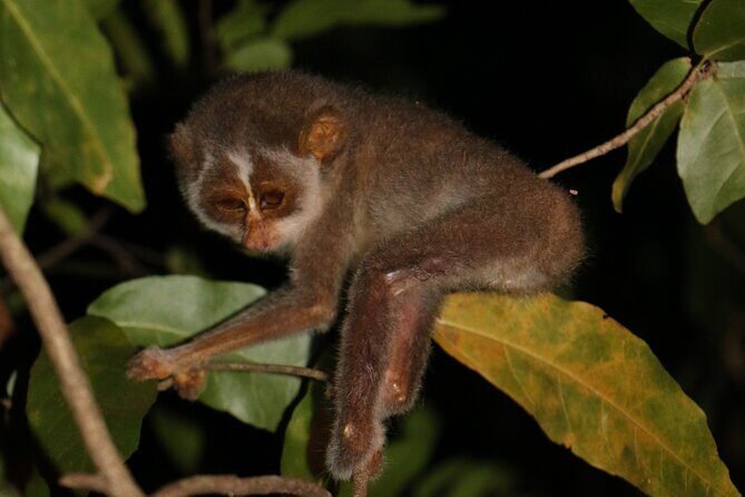 Night Hike to see Elusive & Rare Loris in Sigiriya - What You Can Expect