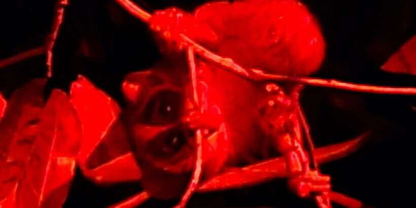 Night Hike to see Elusive & Rare Loris in Sigiriya - The Itinerary in Detail