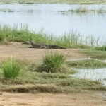 Nilaveli: Crocodile Lake with Lagoon Boat Safari - How the Tour Is Organized
