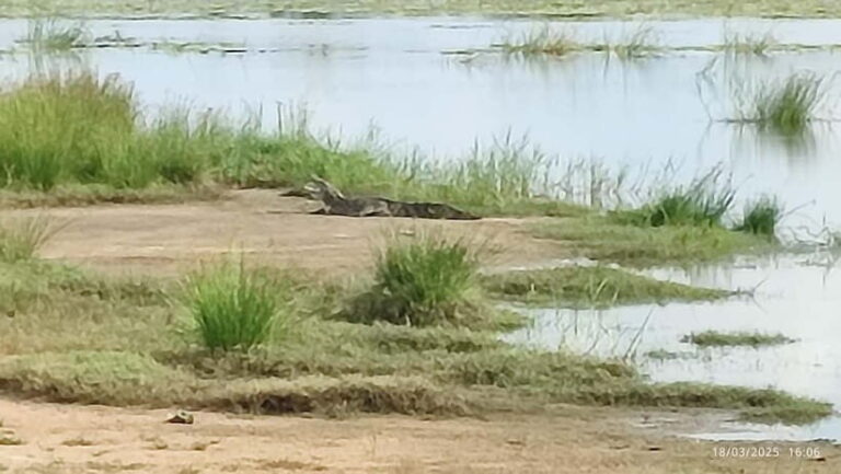Nilaveli: Crocodile Lake with Lagoon Boat Safari - How the Tour Is Organized