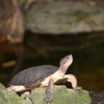 Ninh Binh 2 days 1 night in Bungalow: Hoa Lu-Mua Cave -Tam Coc-Bike-Cuc Phuong - Who Will Appreciate This Tour?