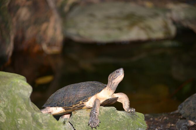 Ninh Binh 2 days 1 night in Bungalow: Hoa Lu-Mua Cave -Tam Coc-Bike-Cuc Phuong - Who Will Appreciate This Tour?