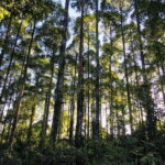 Ninh Binh: Cuc Phuong National Park Day Trip with Lunch - Analyzing the Value