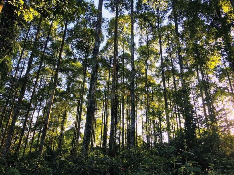 Ninh Binh: Cuc Phuong National Park Day Trip with Lunch - Analyzing the Value
