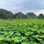 Ninh Binh Trang An, Mua Cave, Cuc Phuong National Park Tour - The Practicalities: Transportation, Duration, and Comfort