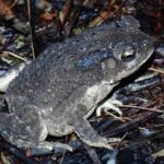 Nocturnal Secrets: A Mangrove Adventure - What to Expect During the Tour