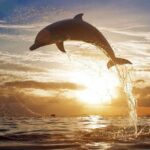 North Bali Sunrise Tour With Dolphins, Instagram Wanagiri & Waterfalls - What Does This Tour Mean for You?