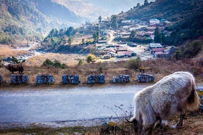 North Sikkim 6 Days Tour - What Travelers Say: Authentic Feedback and Insights