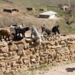 Nuratau home stay observe and live the Uzbek rural life - Detailed Breakdown of the Itinerary