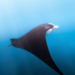 Nusa Penida Tour and Private Snorkelling at Manta, Gamat, Wall - Practical Details & What to Expect