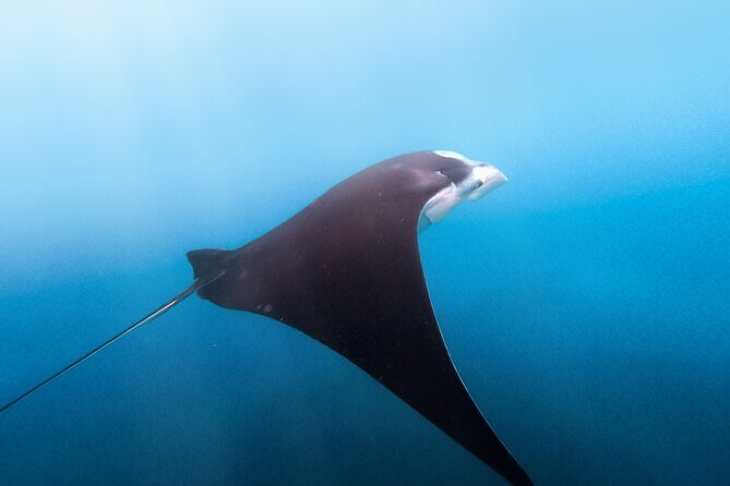 Nusa Penida Tour and Private Snorkelling at Manta, Gamat, Wall - Practical Details & What to Expect