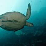 Nusa Penida Try Scuba Diving Program - for Non-Certified Divers - A Practical Overview of What to Expect