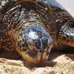 Oahu: Private Custom Island Tour - What To Expect on Your Oahu Private Tour