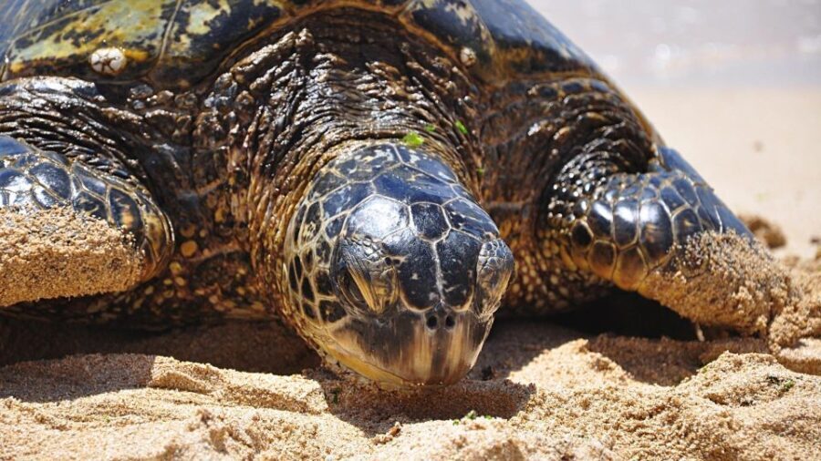 Oahu: Private Custom Island Tour - What To Expect on Your Oahu Private Tour