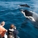 Oahu Whale Watch Tour & Waikiki Sunset Boat Tour - What Travelers Are Saying