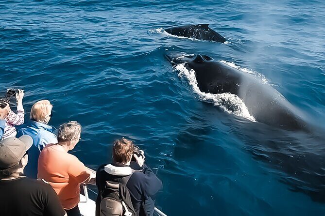 Oahu Whale Watch Tour & Waikiki Sunset Boat Tour - What Travelers Are Saying