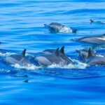 Observation DE Marine Mammals Dolphins and Ballenas EN Huatulco - Final Thoughts: Is This Tour Worth Your Time?