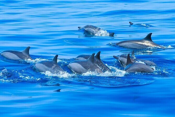 Observation DE Marine Mammals Dolphins and Ballenas EN Huatulco - Final Thoughts: Is This Tour Worth Your Time?
