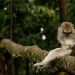 Ocean Walker with Tanah Lot Sea Temple Tour - Exploring Taman Ayun Temple