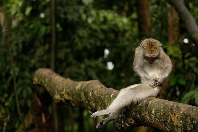 Ocean Walker with Tanah Lot Sea Temple Tour - Exploring Taman Ayun Temple