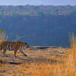 Official Panna National Park Sharing Tiger Safari - The Wildlife and Landscape Experience