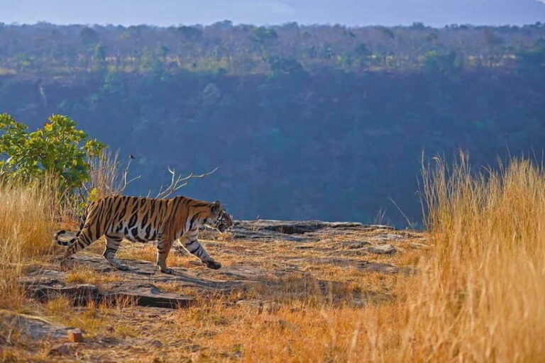 Official Panna National Park Sharing Tiger Safari - The Wildlife and Landscape Experience